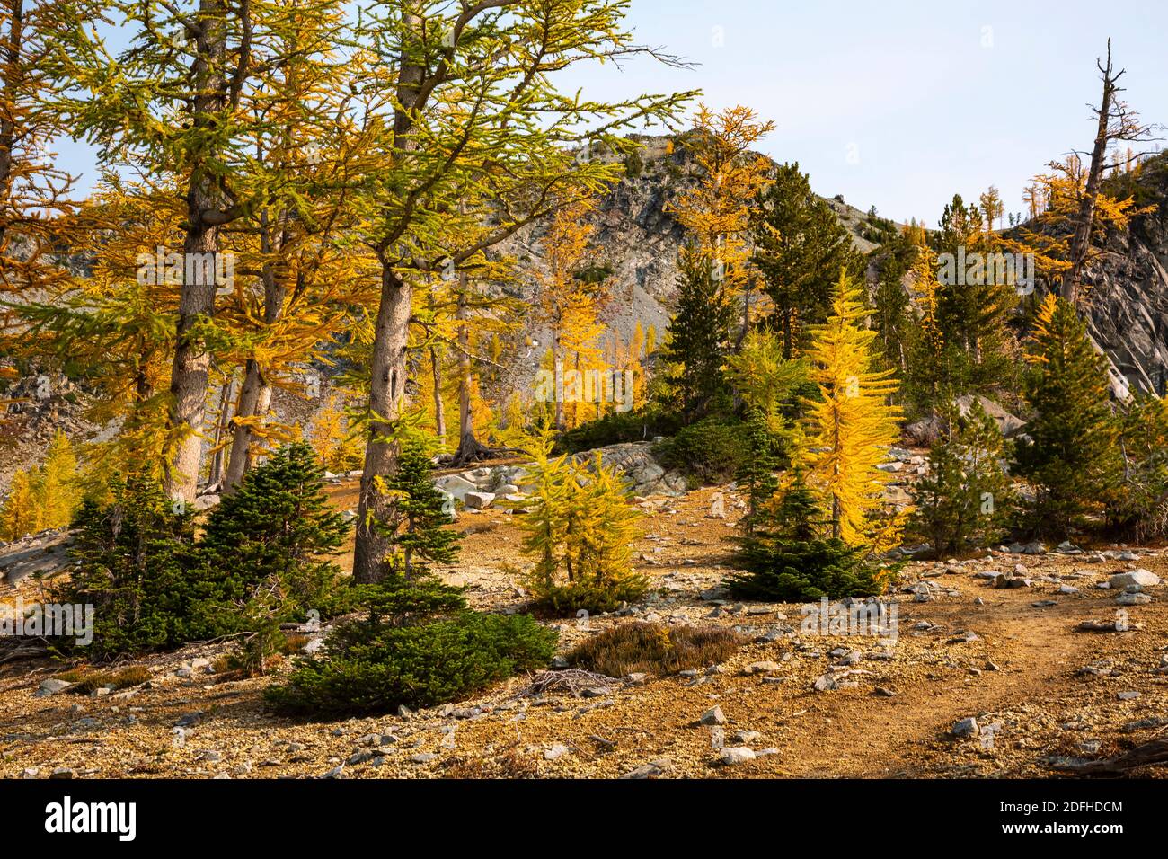 WA18686-00...WASHINGTON - Subalpine larch trees in fall color in the ...