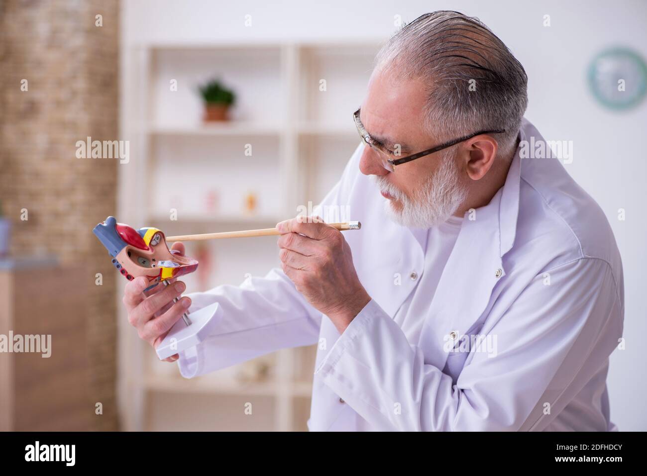 Old cardiologist explaining human heart structure Stock Photo - Alamy