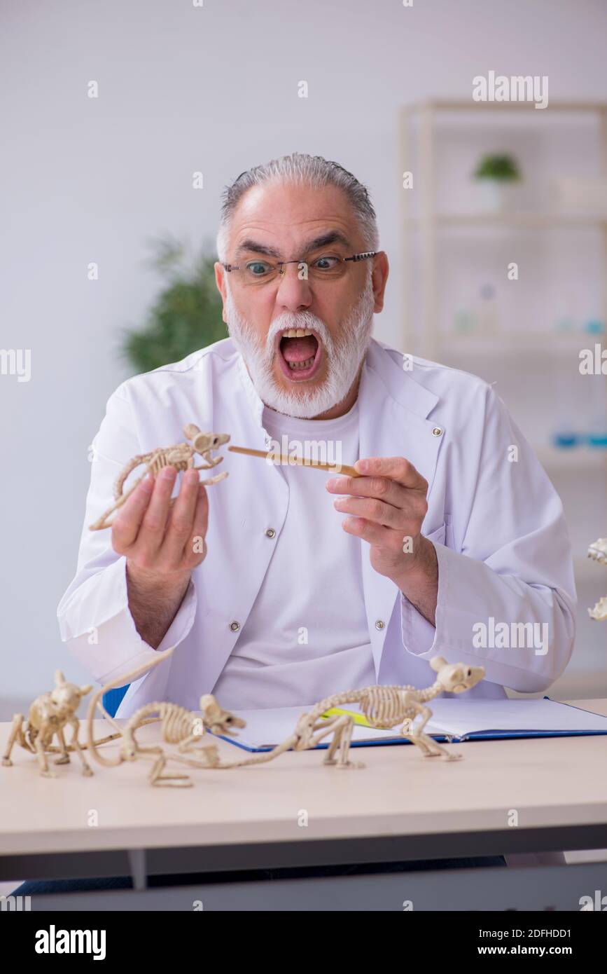 Old paleontologist examining ancient animals at lab Stock Photo - Alamy