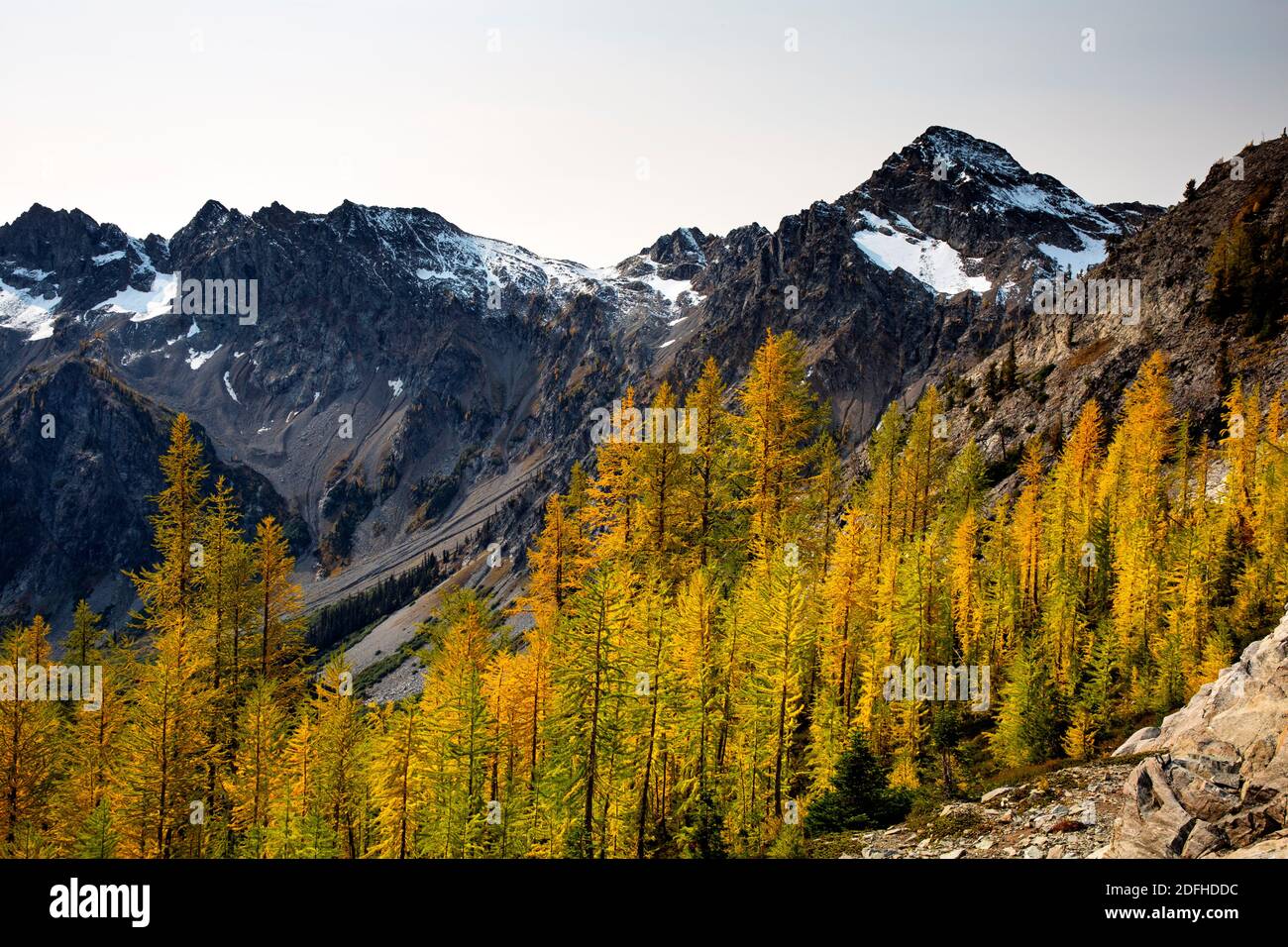 Subalpine larch hi-res stock photography and images - Alamy
