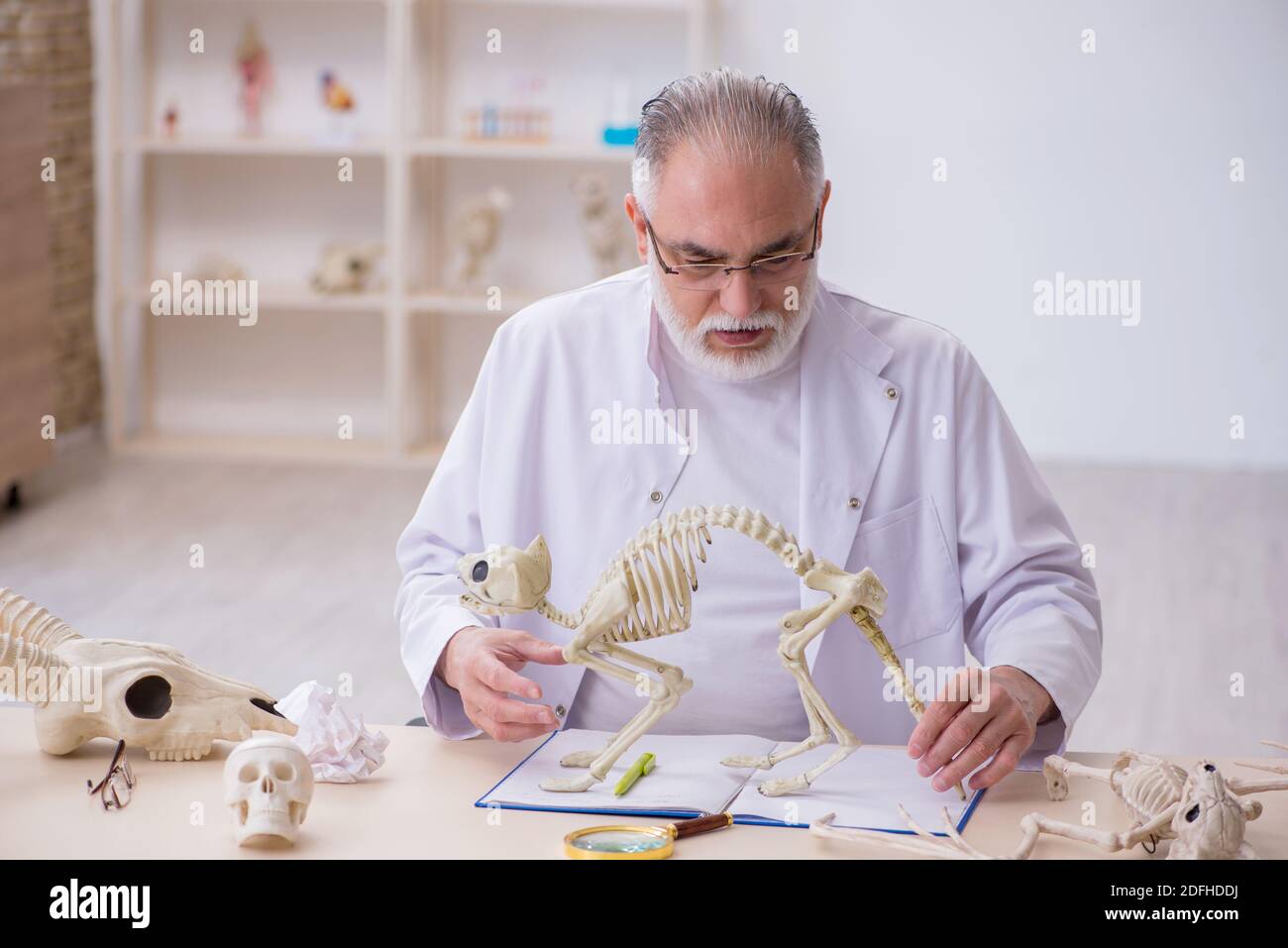 Old paleontologist examining ancient animals at lab Stock Photo - Alamy