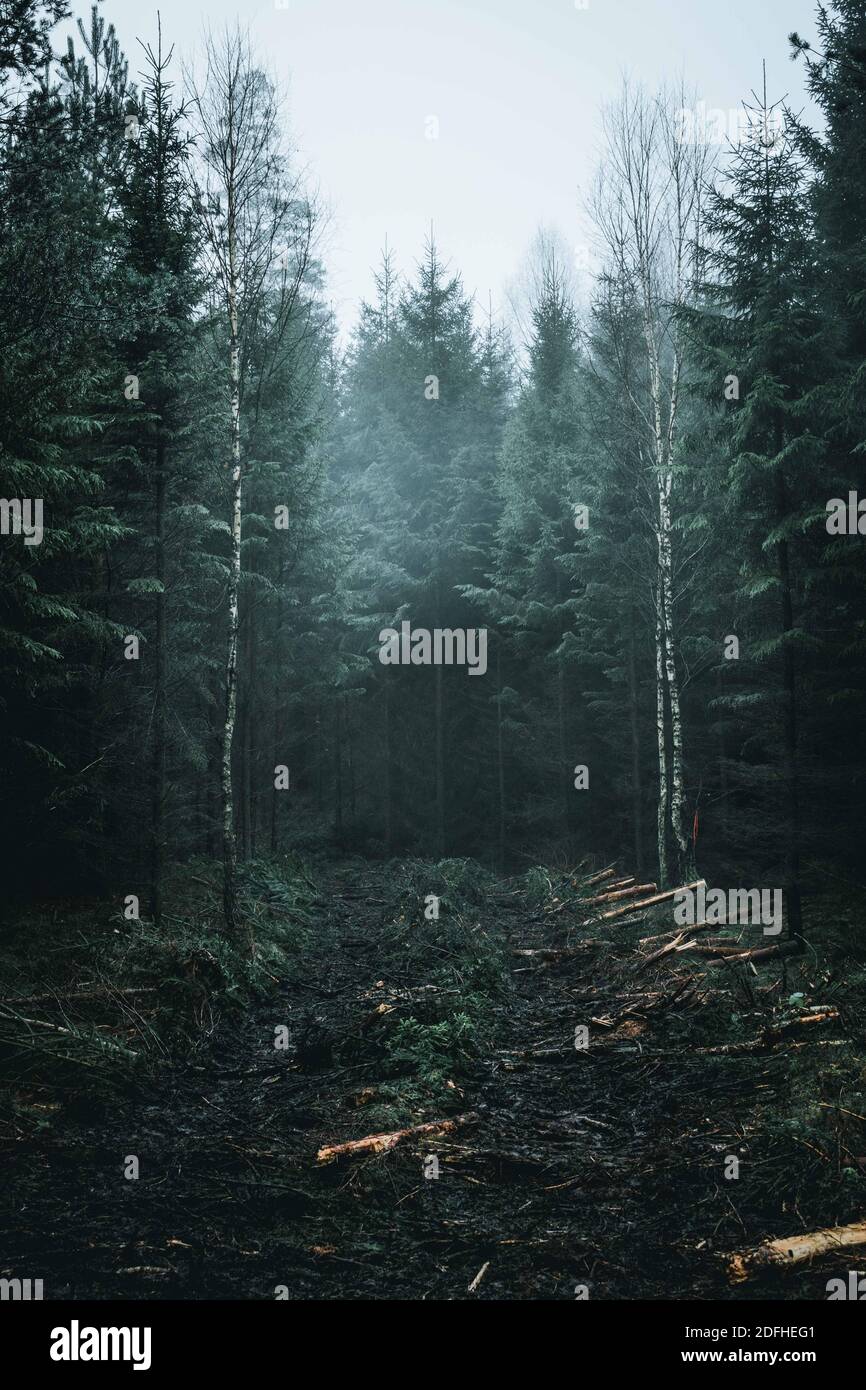 Wood nd tree hi-res stock photography and images - Alamy