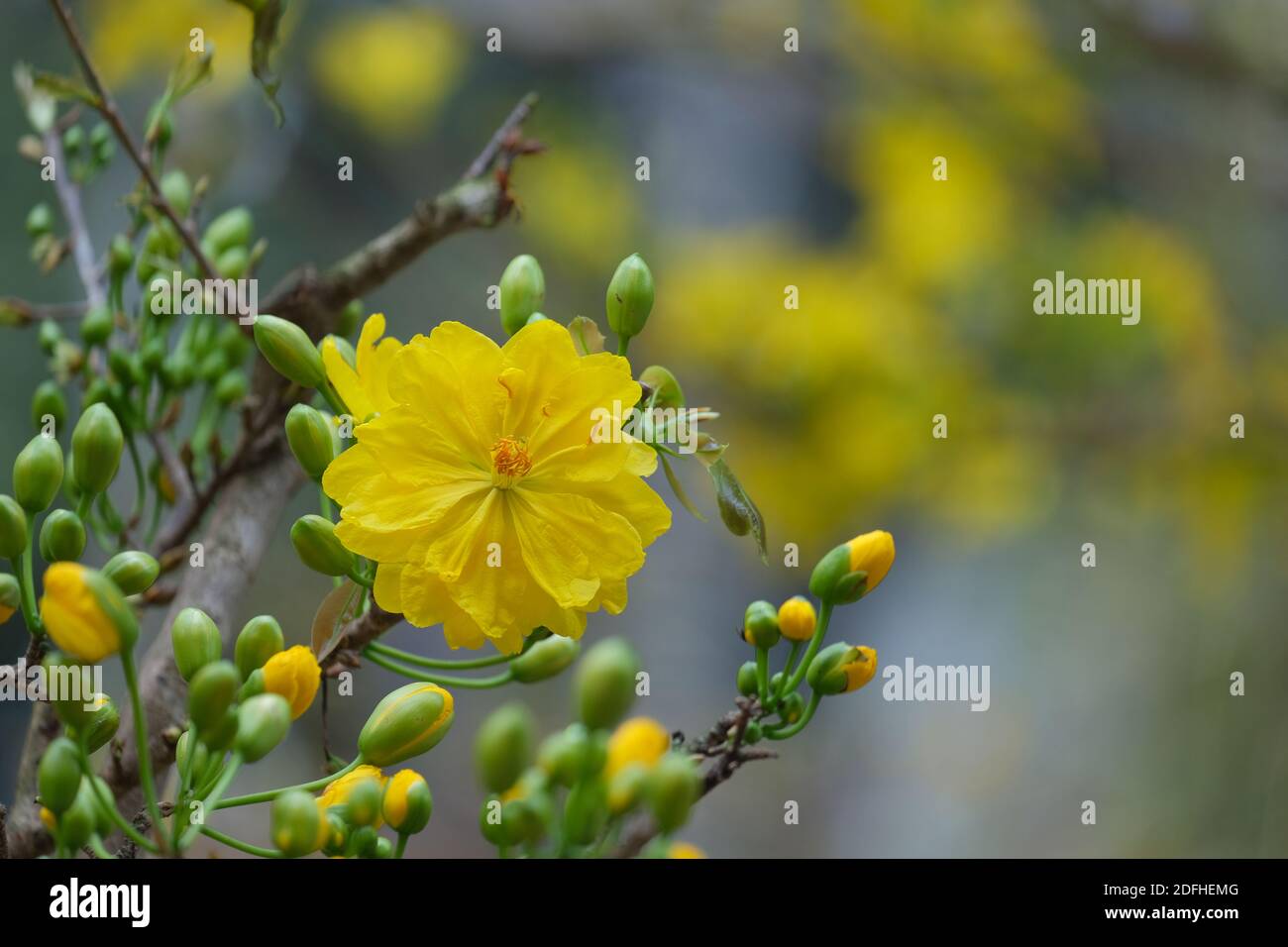 Royalty high quality free image of Ochnaceae. Ochna integerrima is ...