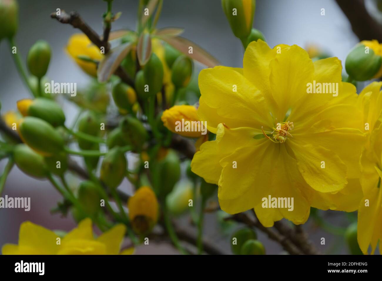 Royalty high quality free image of Ochnaceae. Ochna integerrima is ...