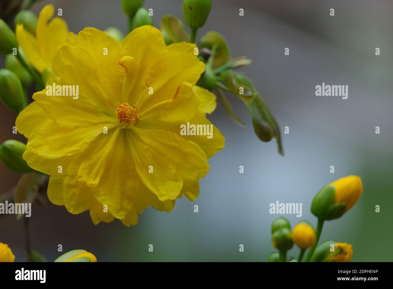 Royalty high quality free image of Ochnaceae. Ochna integerrima is ...