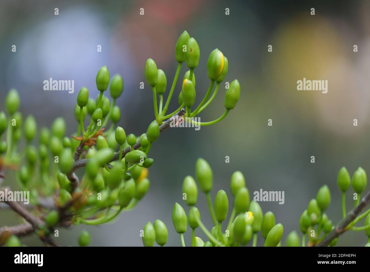 Royalty high quality free image of Ochnaceae. Ochna integerrima is ...