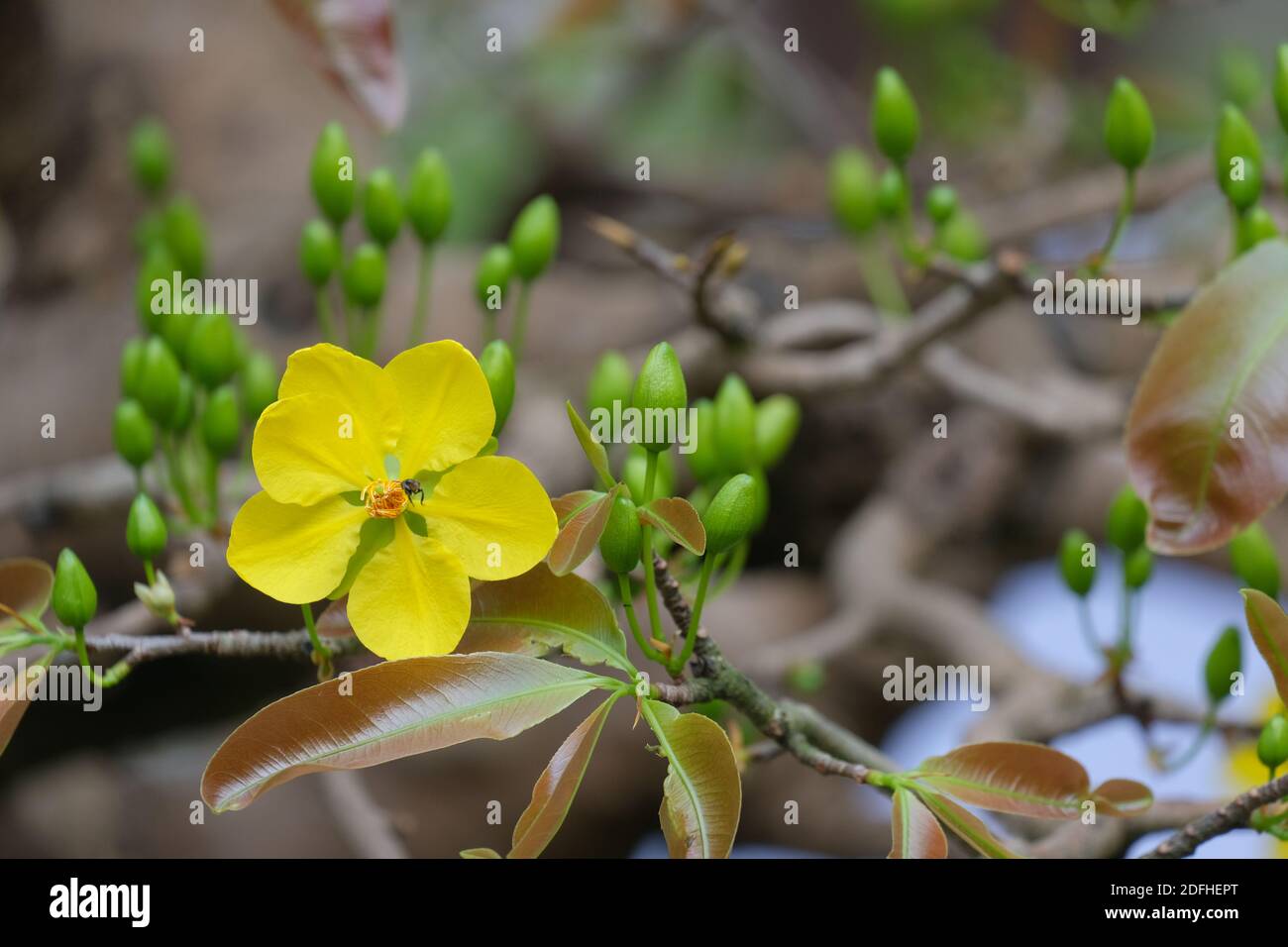 Royalty high quality free image of Ochnaceae. Ochna integerrima is ...