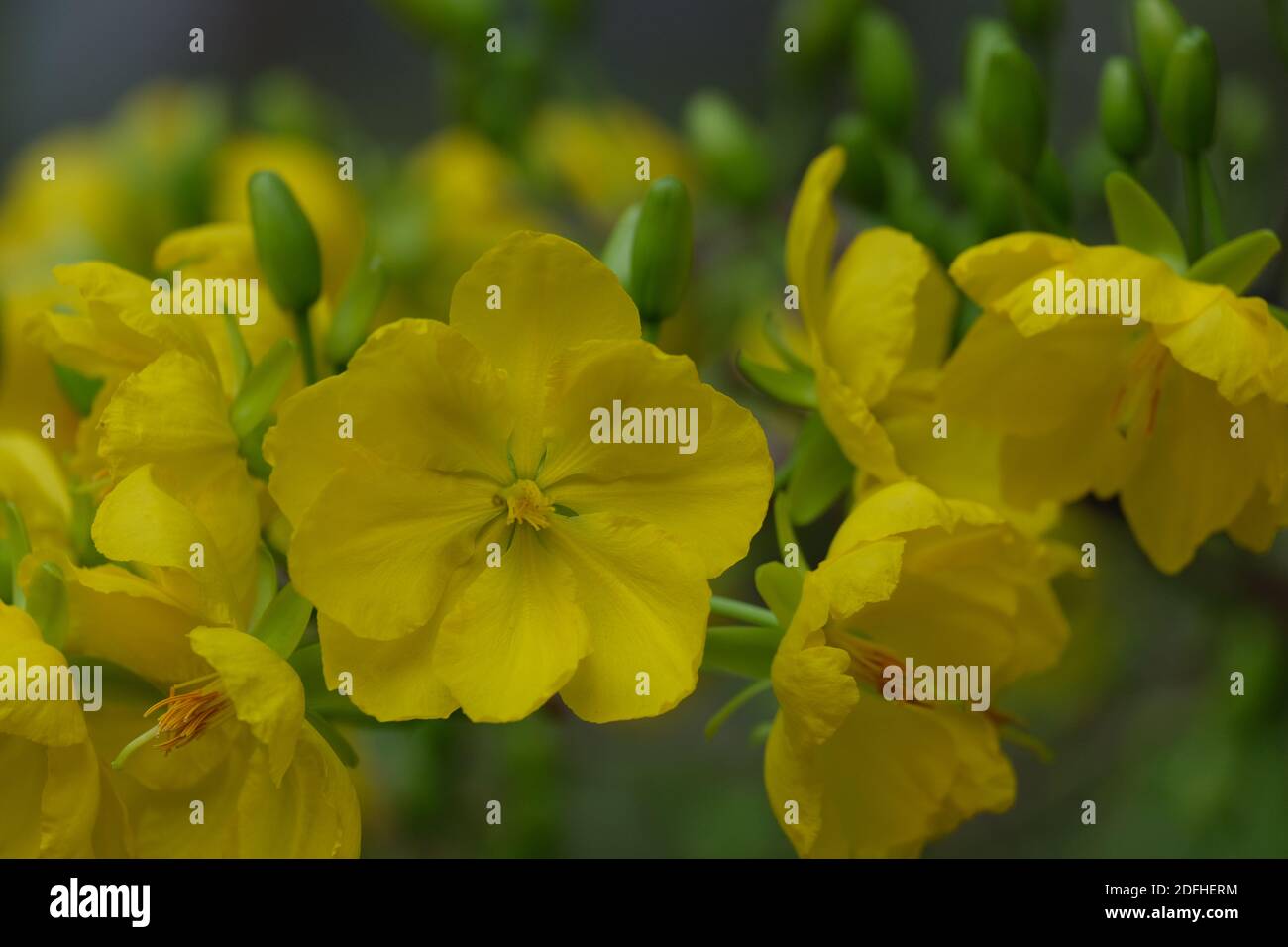 Yellow ochna hi-res stock photography and images - Alamy