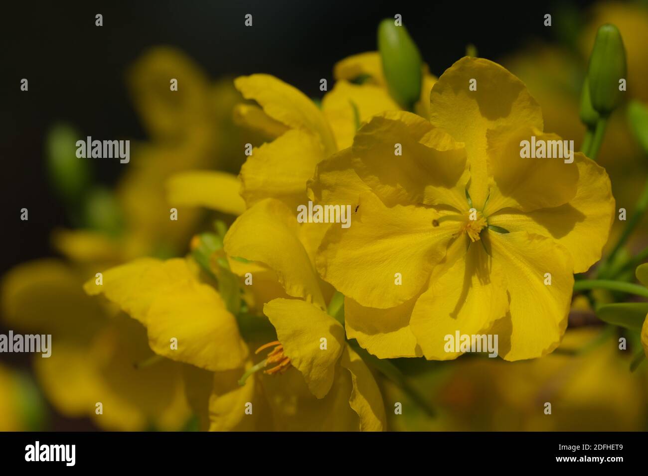 Royalty high quality free image of Ochnaceae. Ochna integerrima is ...