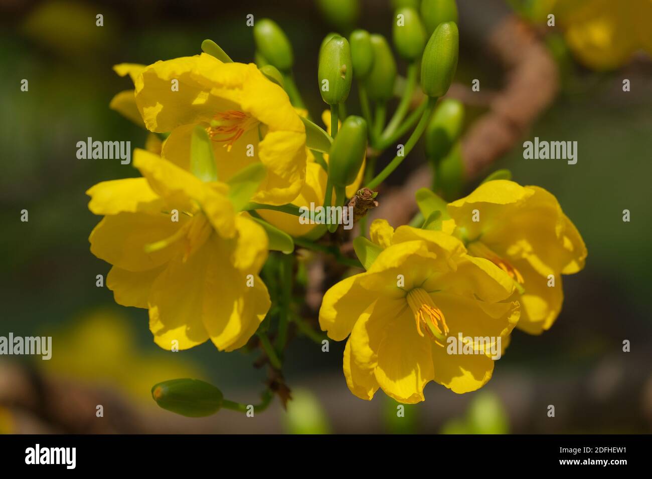 Royalty high quality free image of Ochnaceae. Ochna integerrima is ...