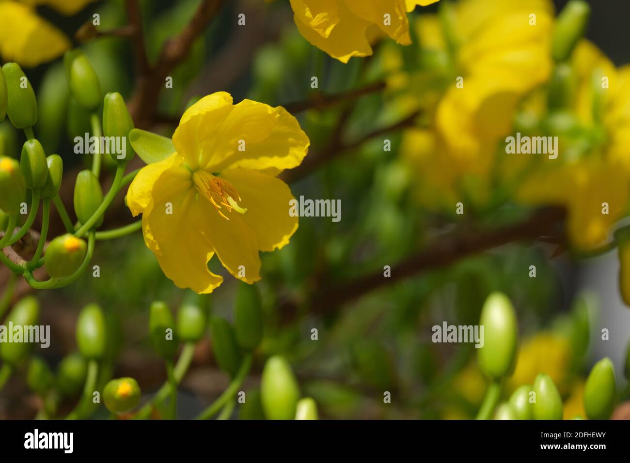 Royalty high quality free image of Ochnaceae. Ochna integerrima is ...
