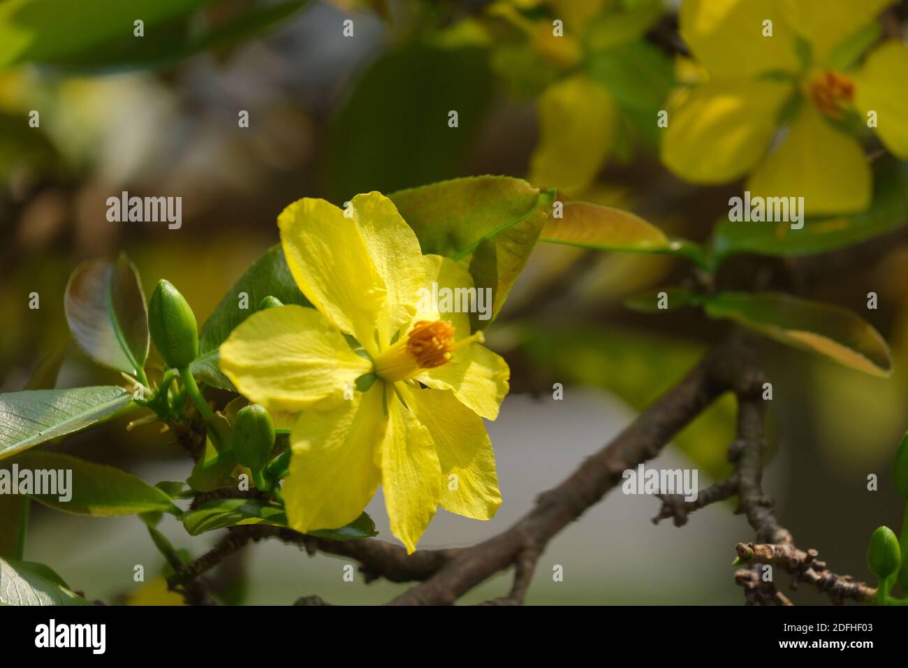 Royalty high quality free image of Ochnaceae. Ochna integerrima is ...