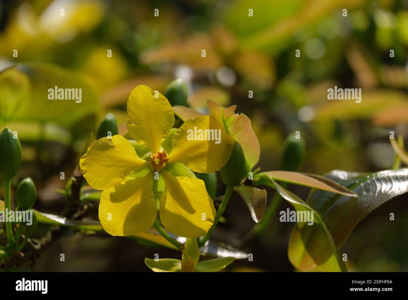 Royalty high quality free image of Ochnaceae. Ochna integerrima is ...