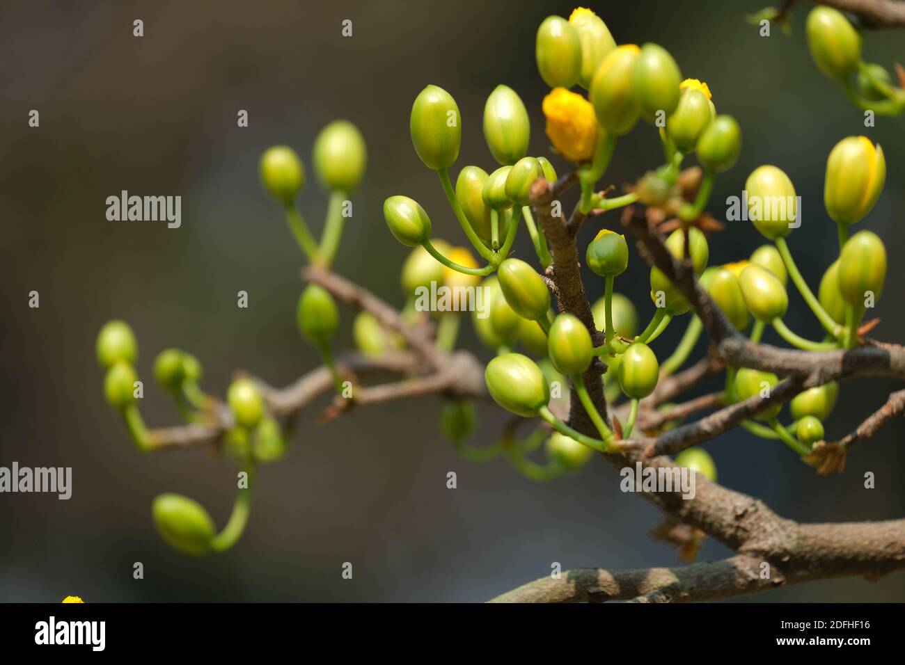 Royalty high quality free image of Ochnaceae. Ochna integerrima is ...