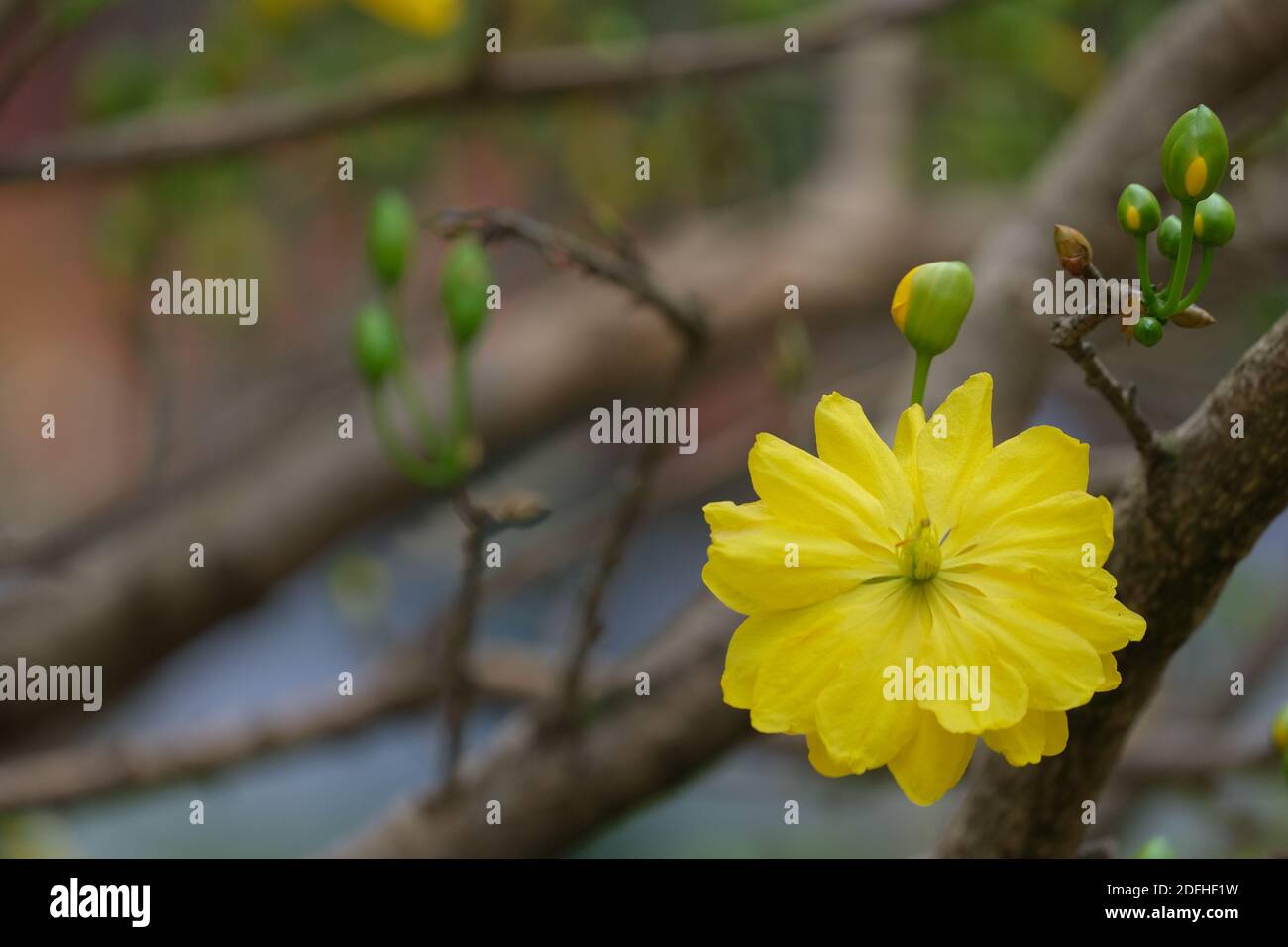 Royalty high quality free image of Ochnaceae. Ochna integerrima is ...