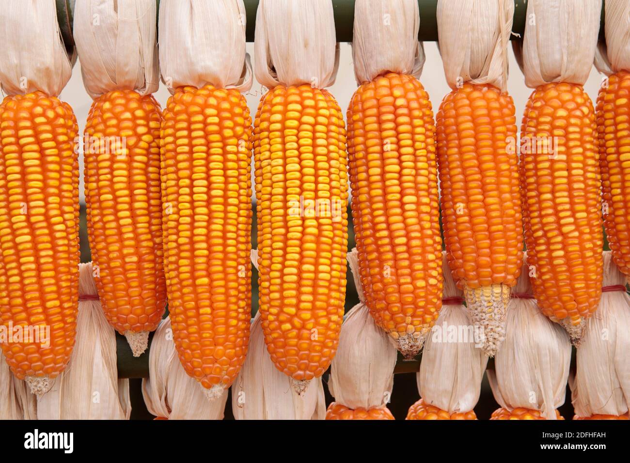 stack of raw corn decorated in thailand rural farm Stock Photo - Alamy