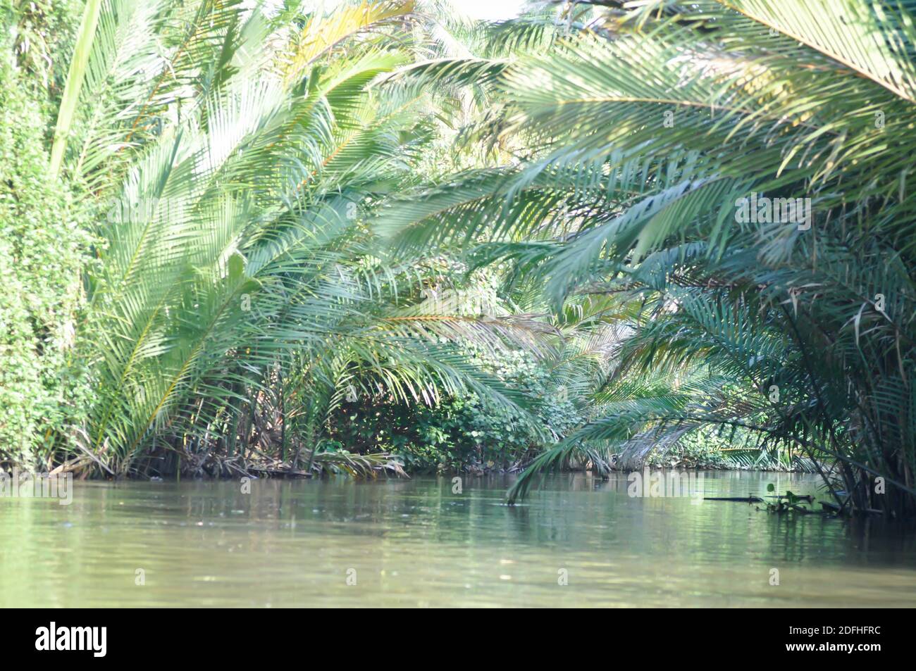 Nipa Palm Leaves High Resolution Stock Photography and Images - Alamy