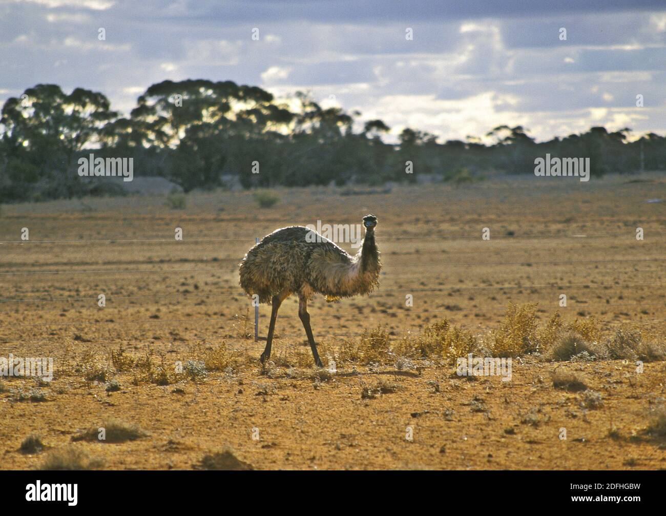 Emu australias tallest native hi-res stock photography and images - Alamy