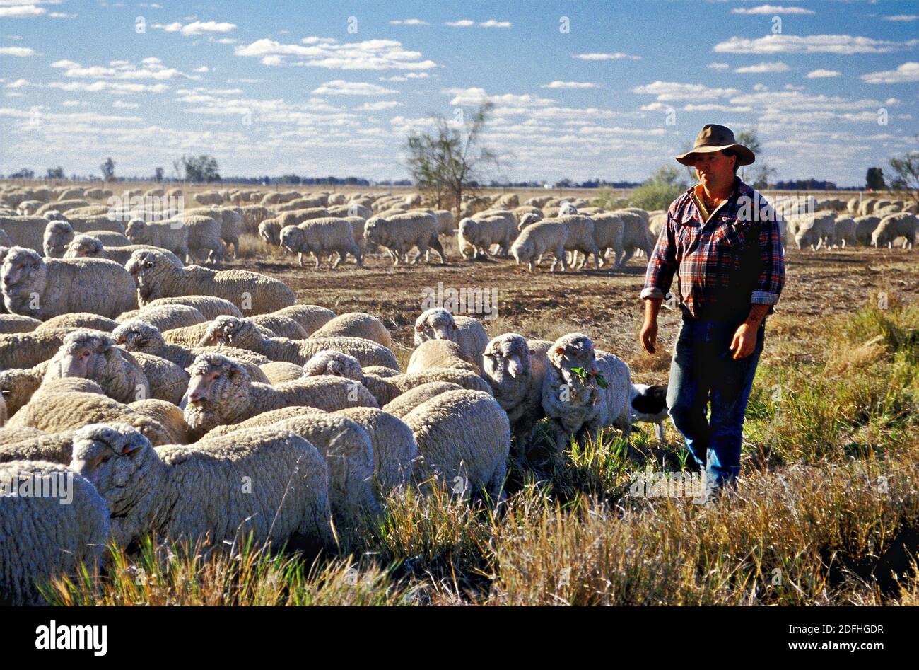 A mob of merino sheep being mustered along the Newell Highway, Central ...