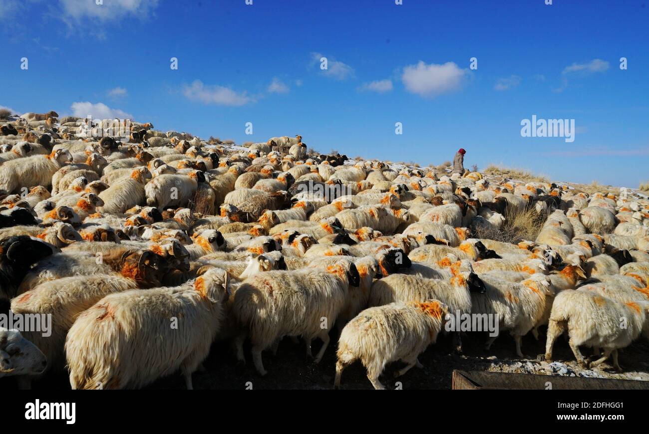 China sheep gansu hi-res stock photography and images - Alamy