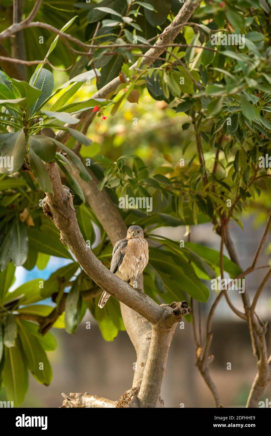 Banded Goshawk High Resolution Stock Photography and Images - Alamy