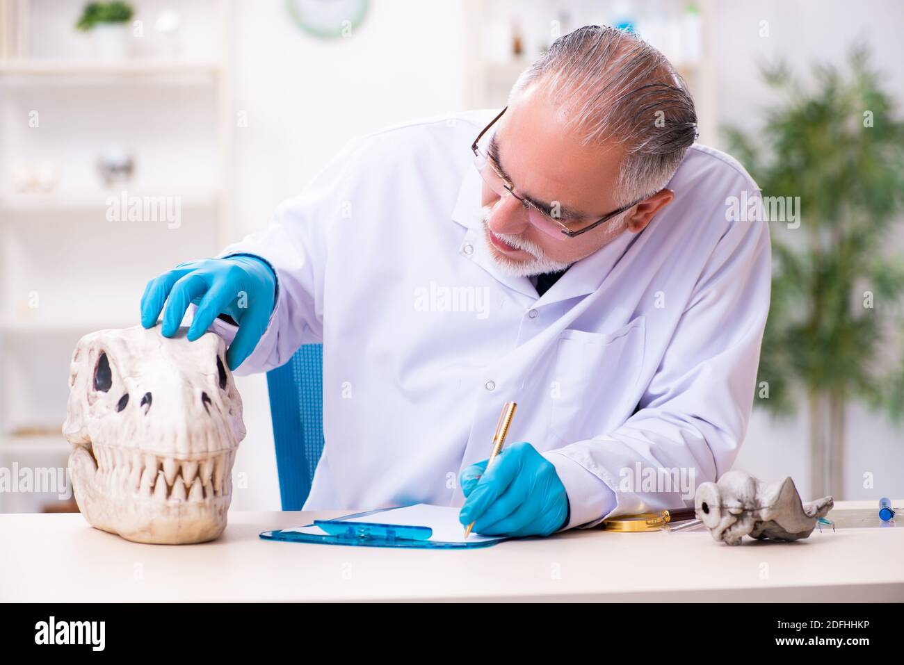 Old male paleontologist working in the lab Stock Photo - Alamy