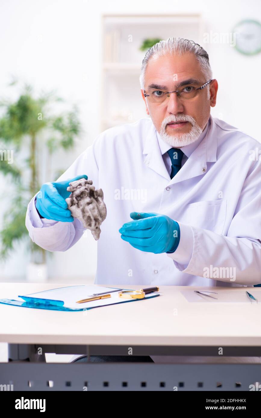 Old male paleontologist working in the lab Stock Photo - Alamy