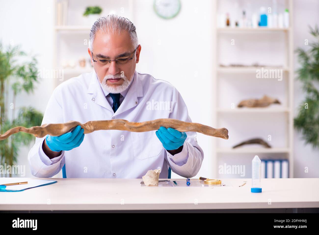 Old male paleontologist working hi-res stock photography and images - Alamy