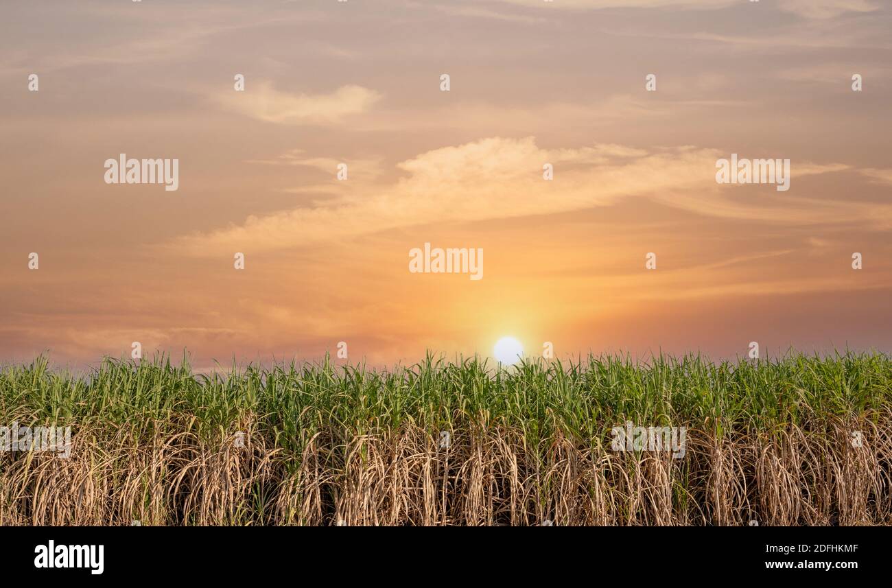 sugar cane farm, green sugar plant at sunset Stock Photo - Alamy
