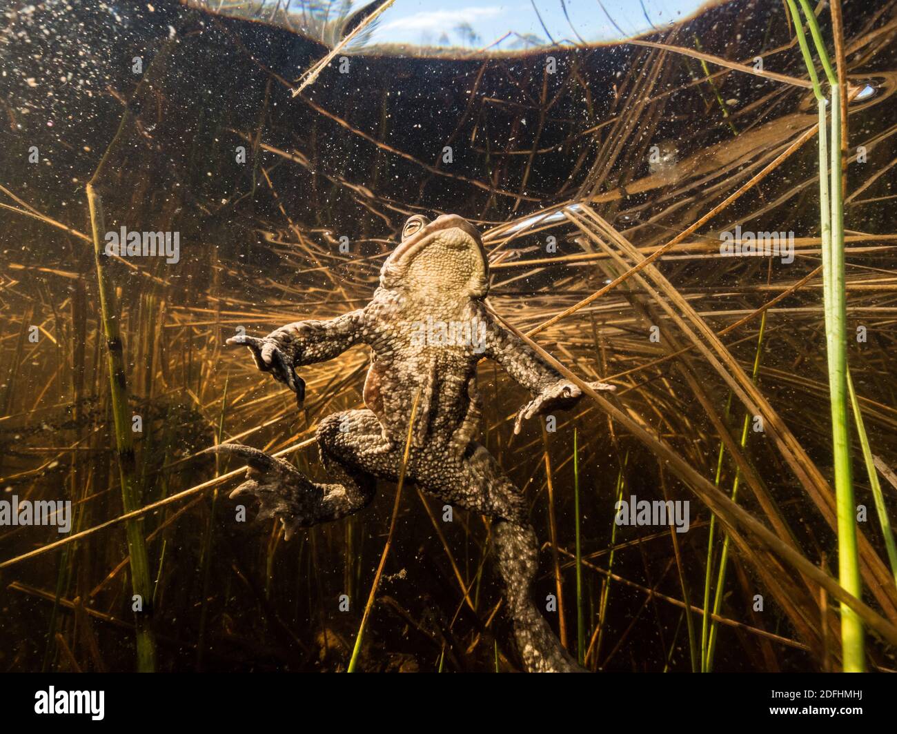 Common toad swimming towards water surface Stock Photo - Alamy