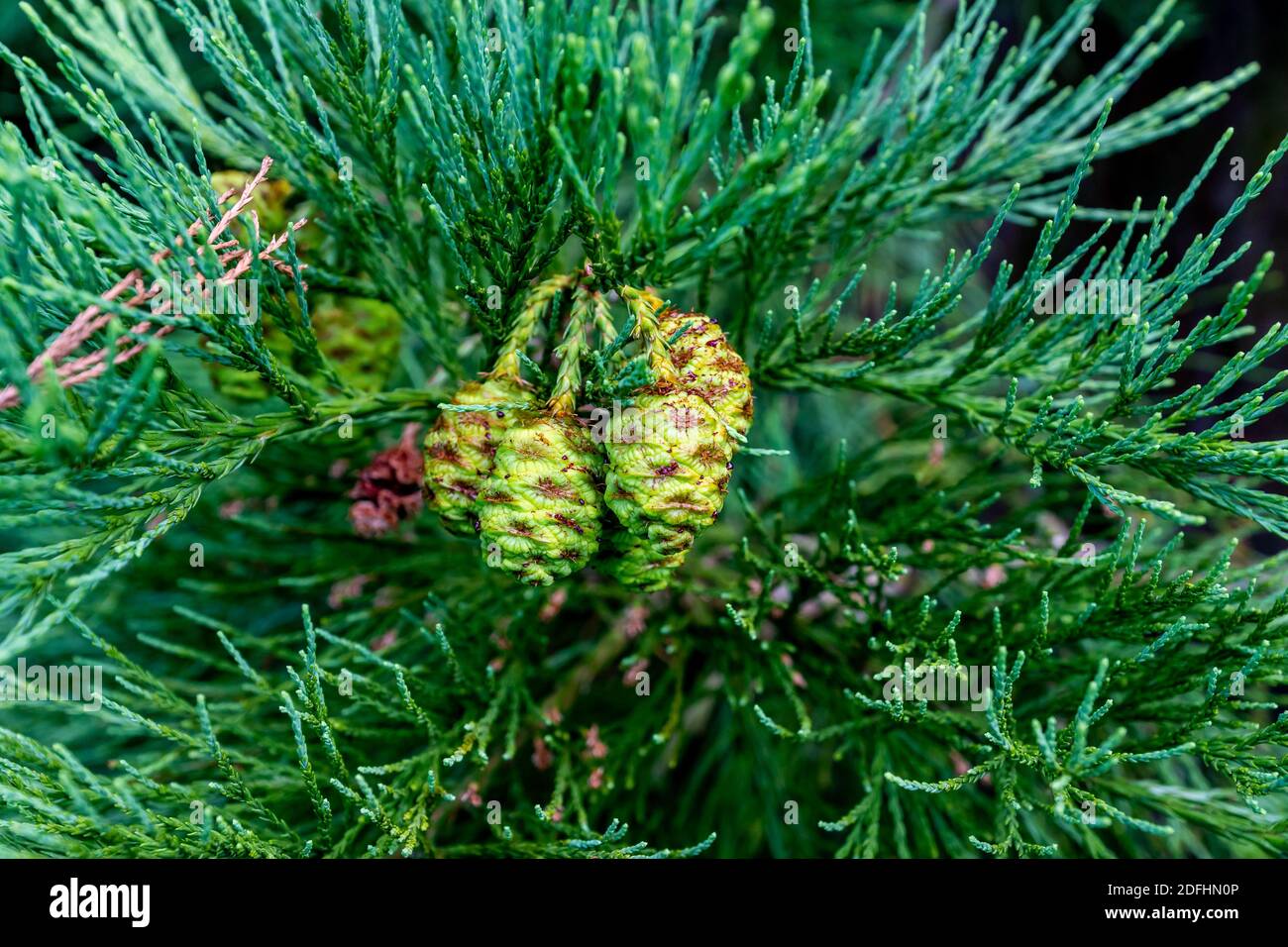 Branches of wellingtonia trees hi-res stock photography and images - Alamy