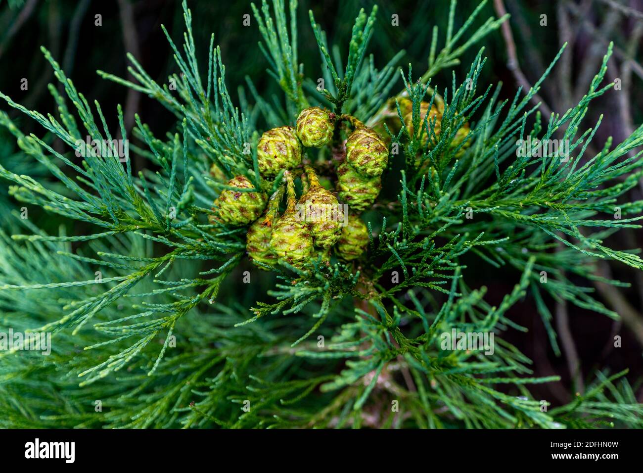 Wellingtonia or Giant Redwood seeds Stock Photo - Alamy