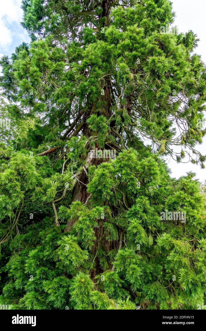 Redwood cones hi-res stock photography and images - Alamy
