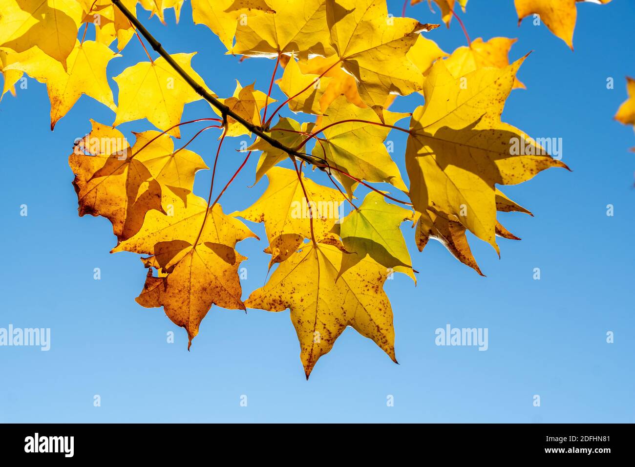 Backlit japanese maple leaves hi-res stock photography and images - Alamy