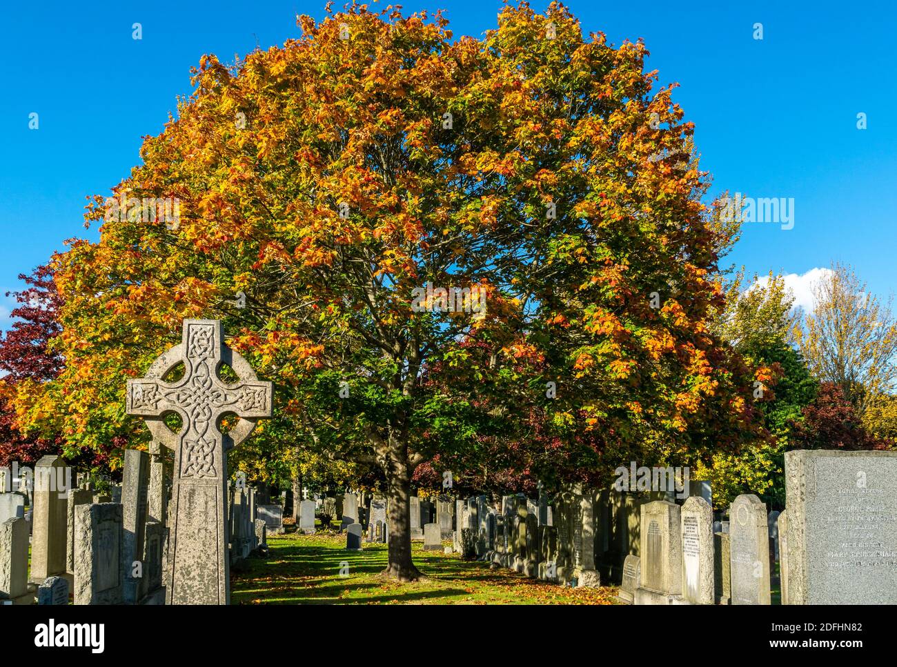 Maple cross hi-res stock photography and images - Alamy