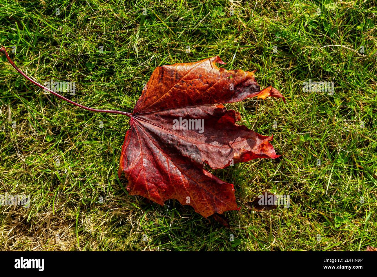 Sugar maple trees in fall hi-res stock photography and images - Alamy