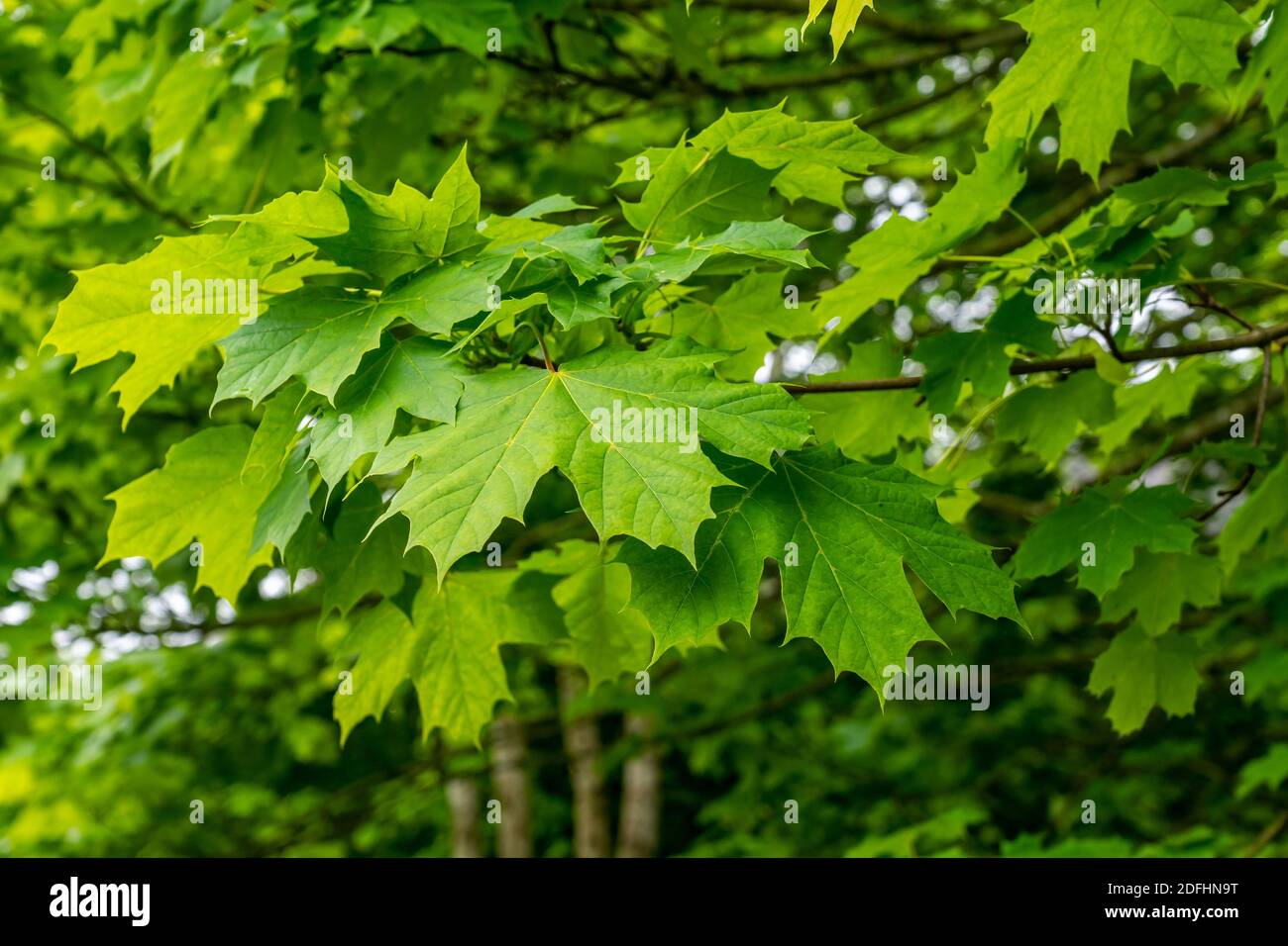 Sugar maple green leaves Stock Photo - Alamy
