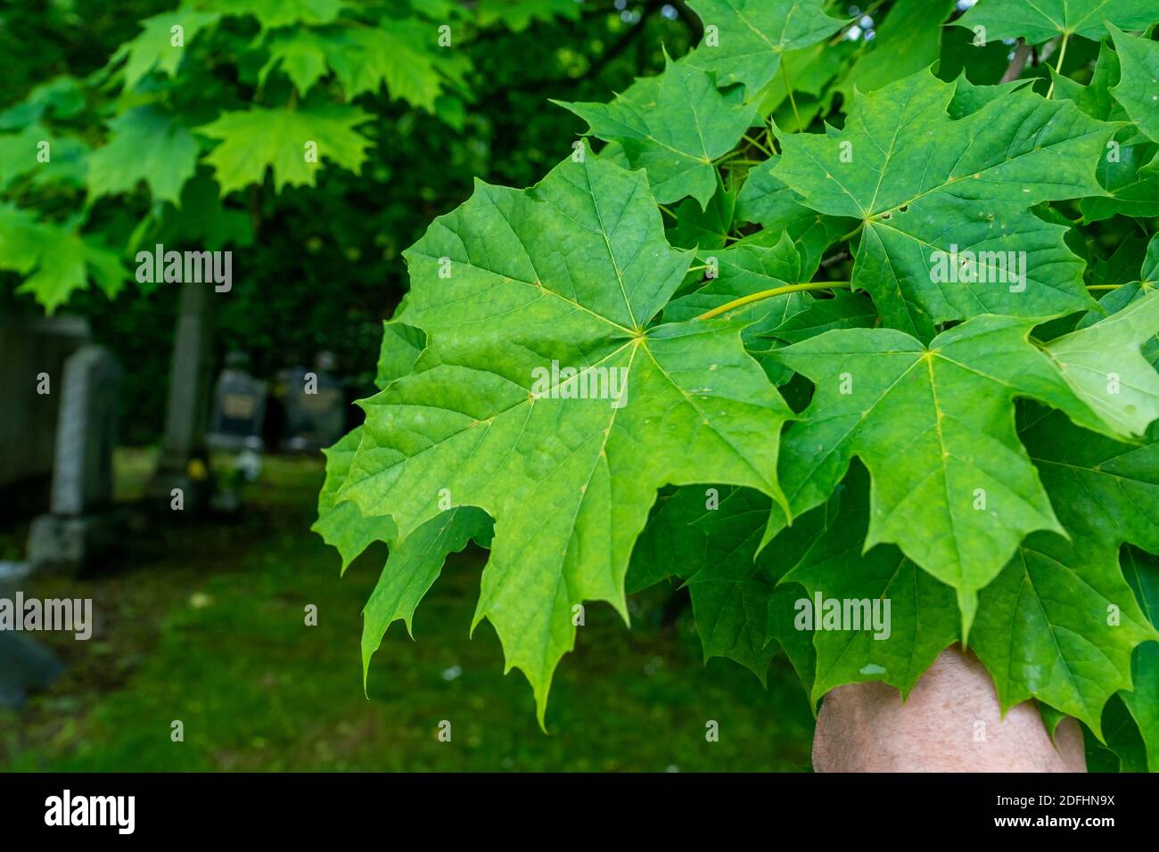 Sugar Maple High Resolution Stock Photography and Images - Alamy