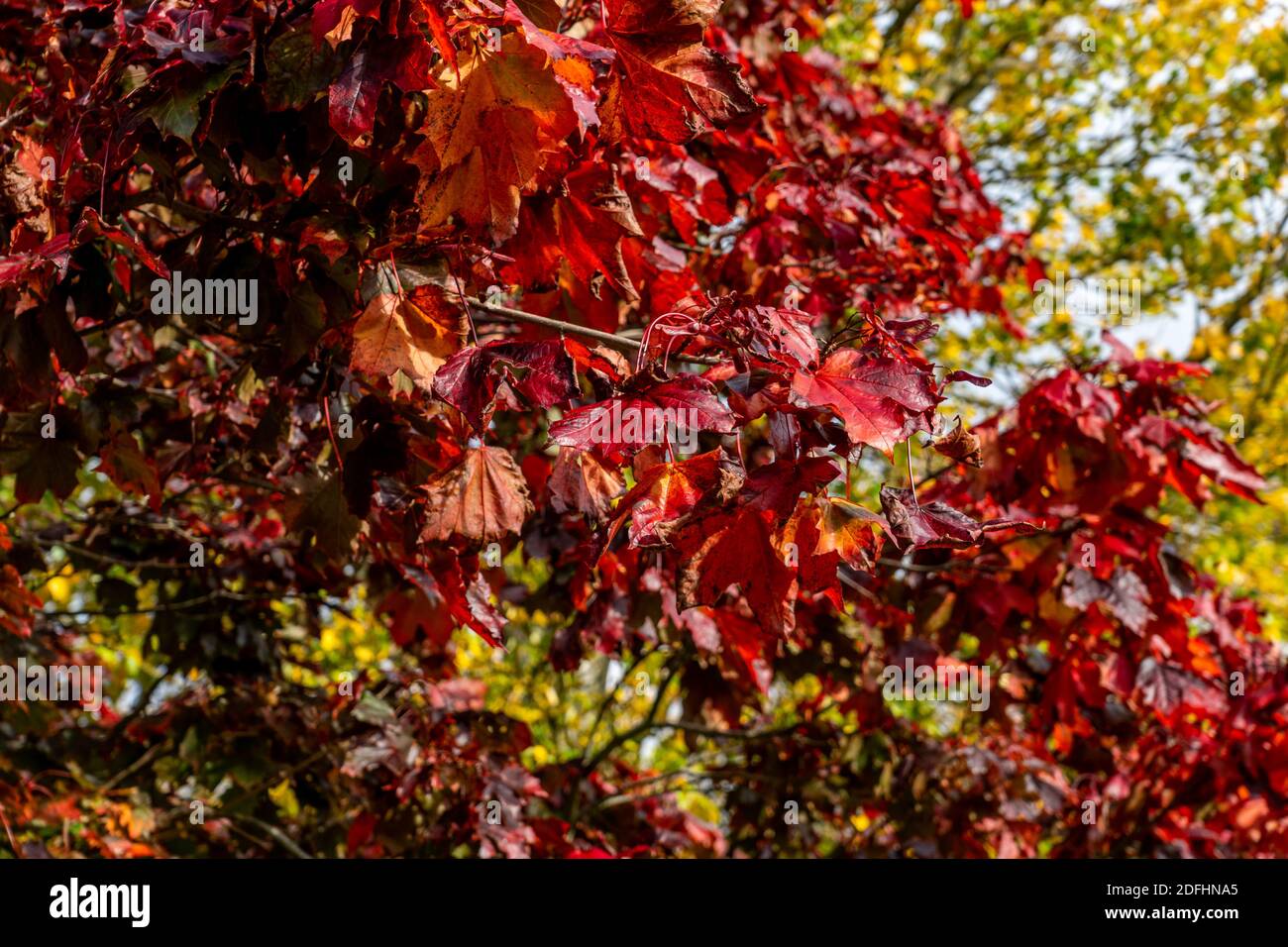 Sugar Maple Leaves High Resolution Stock Photography and Images - Alamy