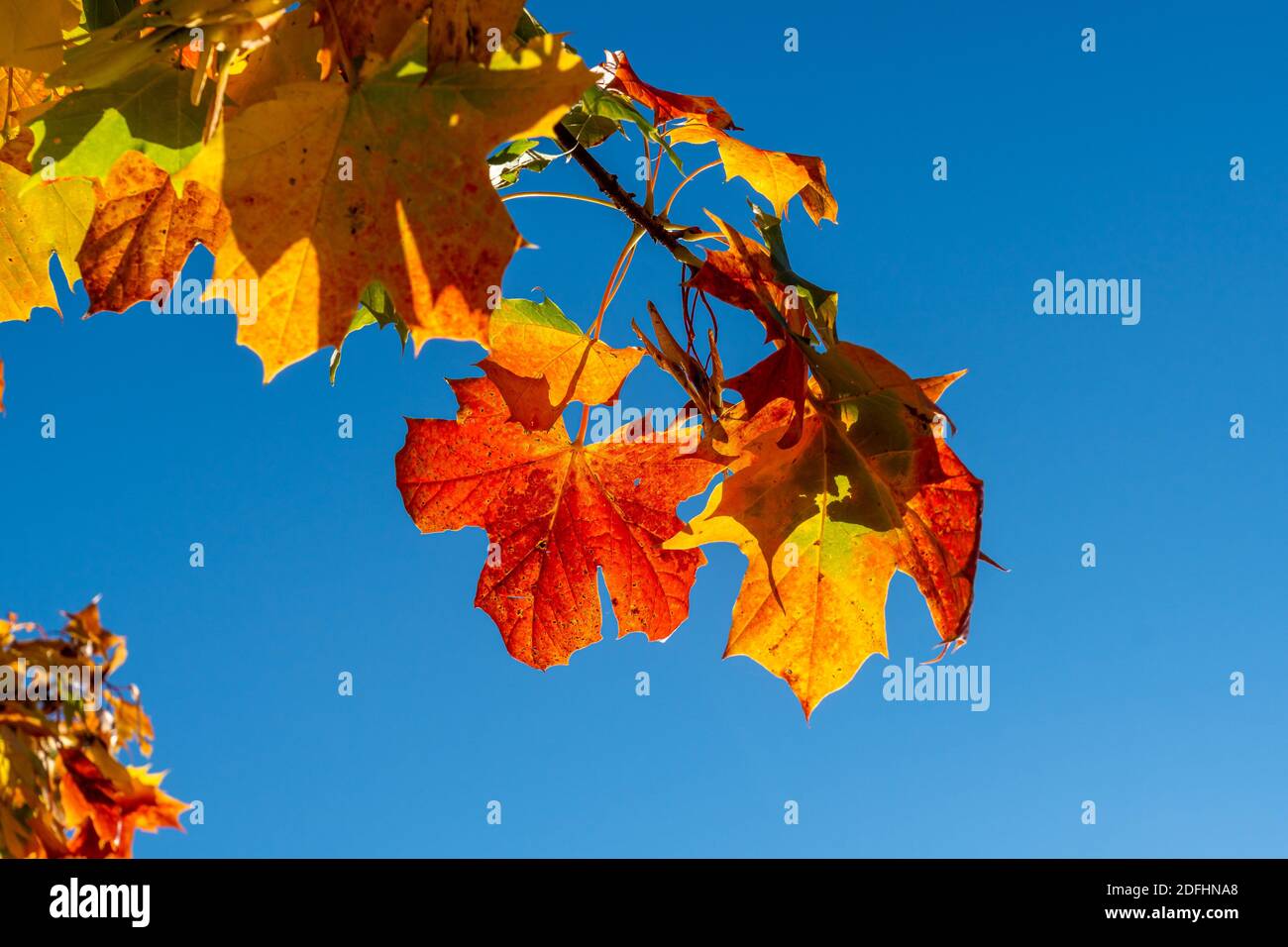 Sugar maple tree branches hi-res stock photography and images - Alamy