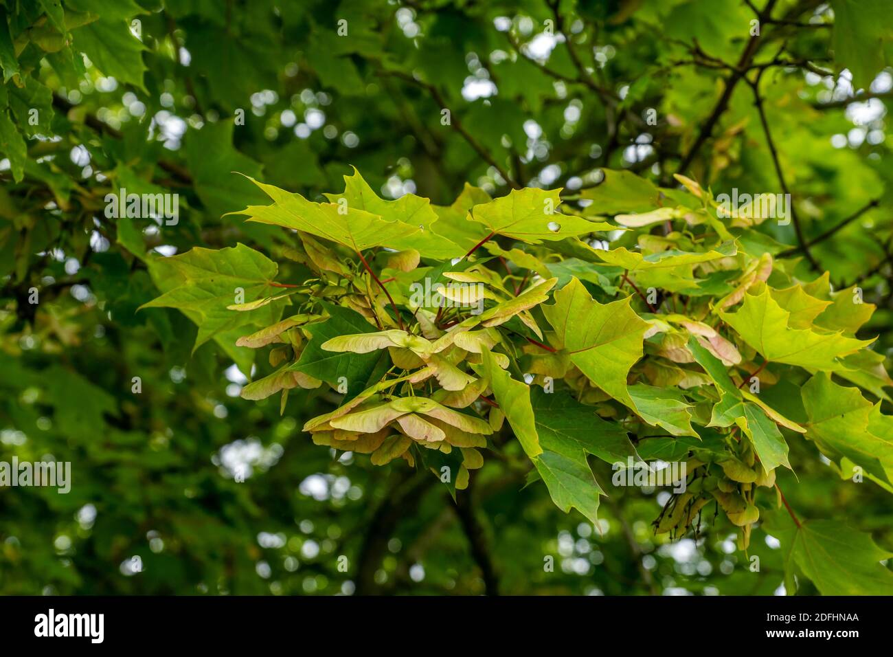 Sugar maple branch and fruits Stock Photo - Alamy