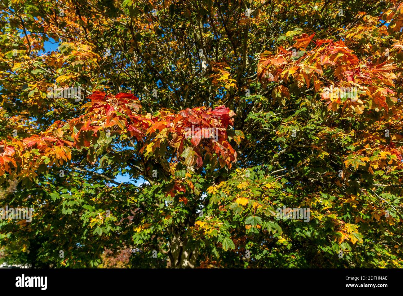 Sugar maple trees in fall hi-res stock photography and images - Alamy
