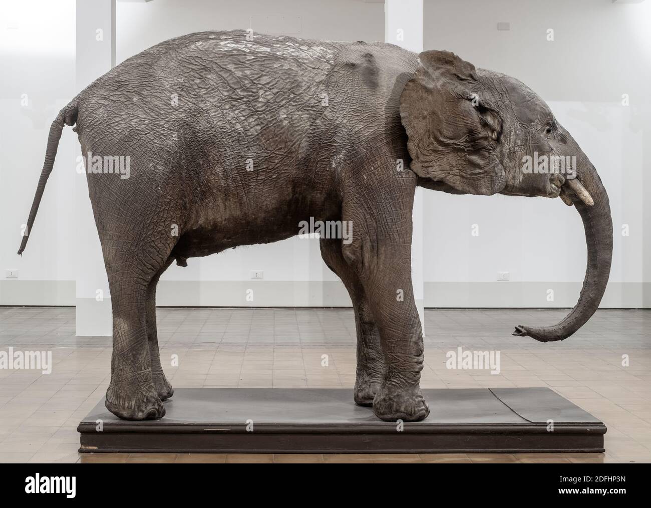 African elephant exhibit museum natural hi-res stock photography and ...