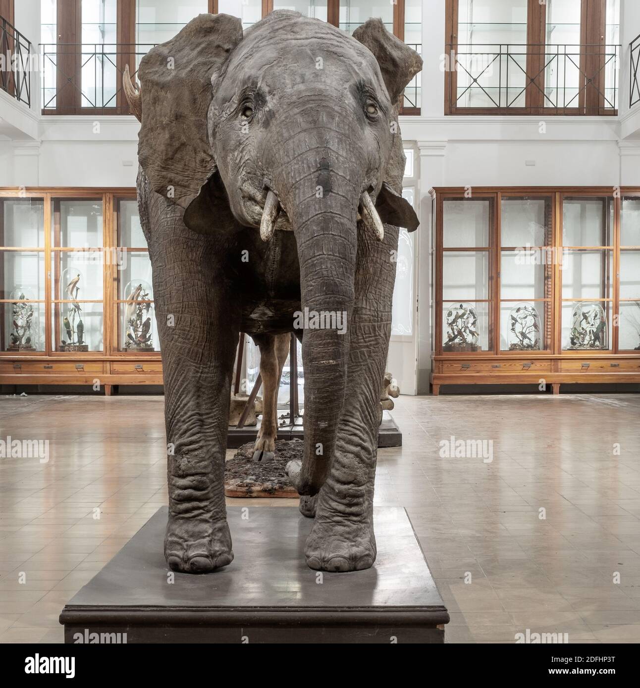 African elephant exhibit museum natural hi-res stock photography and ...