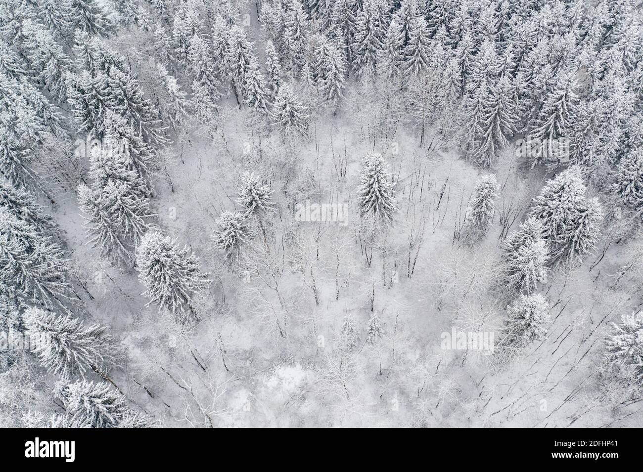 Aerial view of snowy forest in winter. Drone captured shot from above ...
