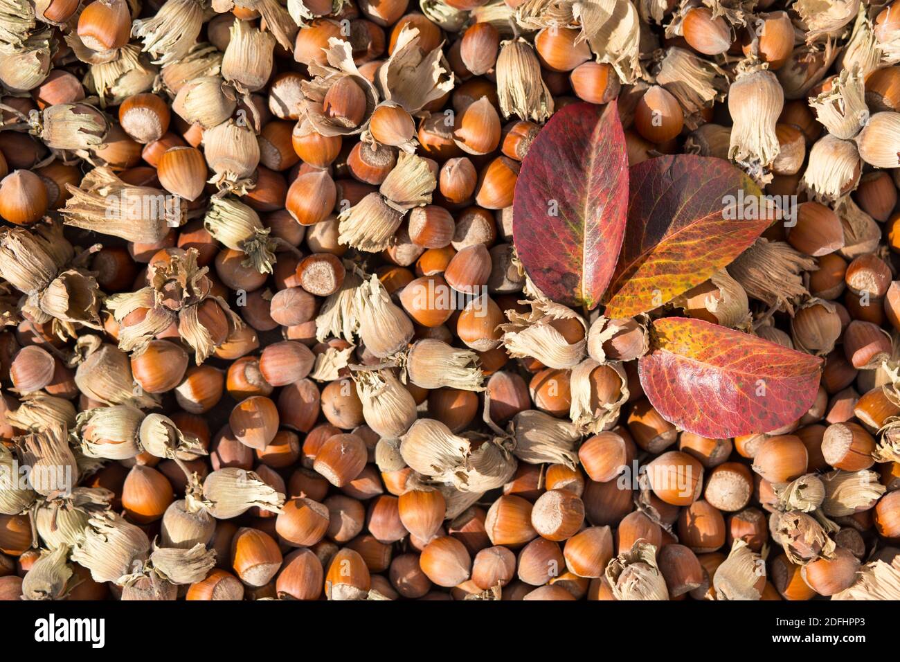 autumn background of hazelnuts with shell and leaves close up Stock ...