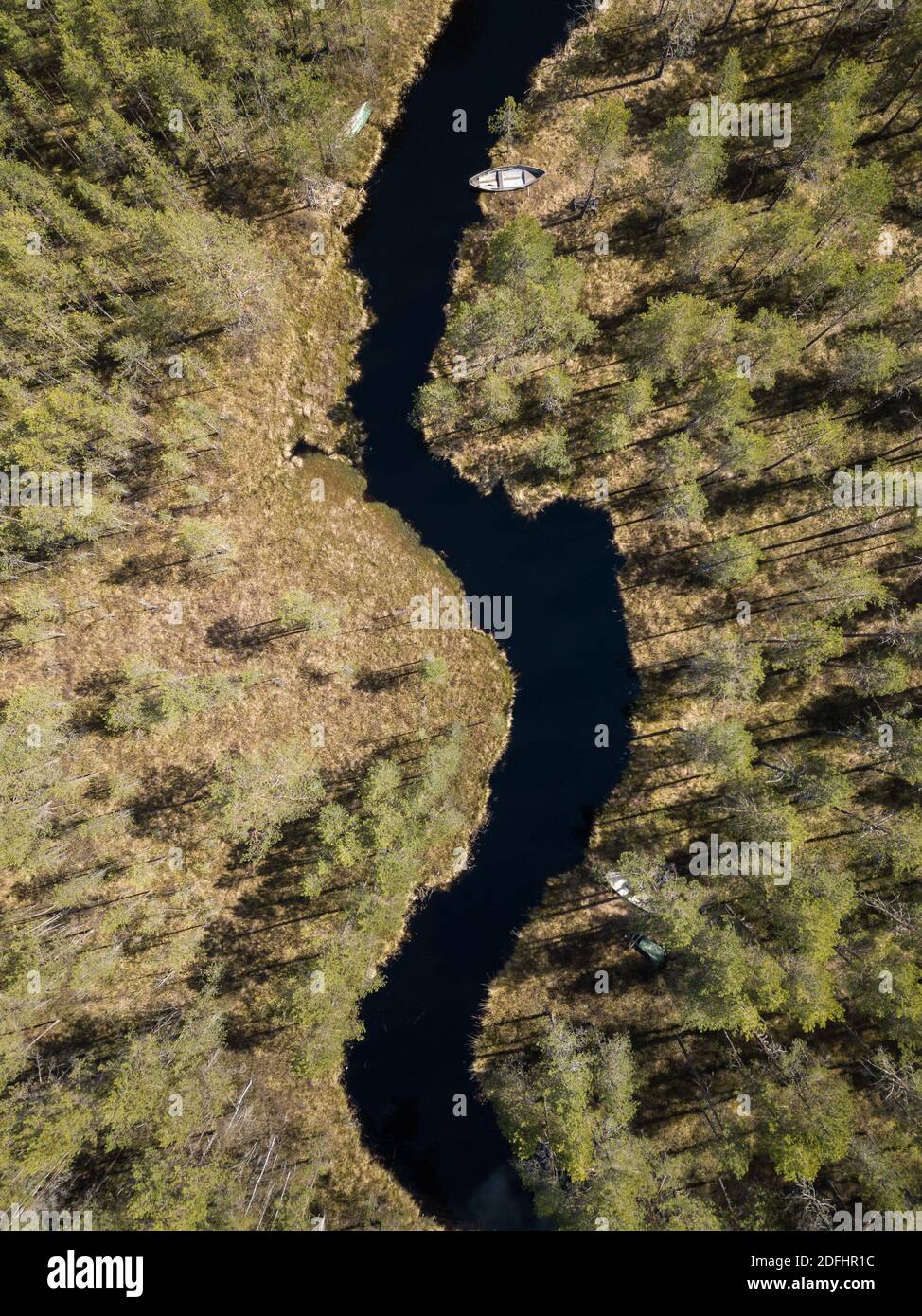 Bog trees hi-res stock photography and images - Alamy