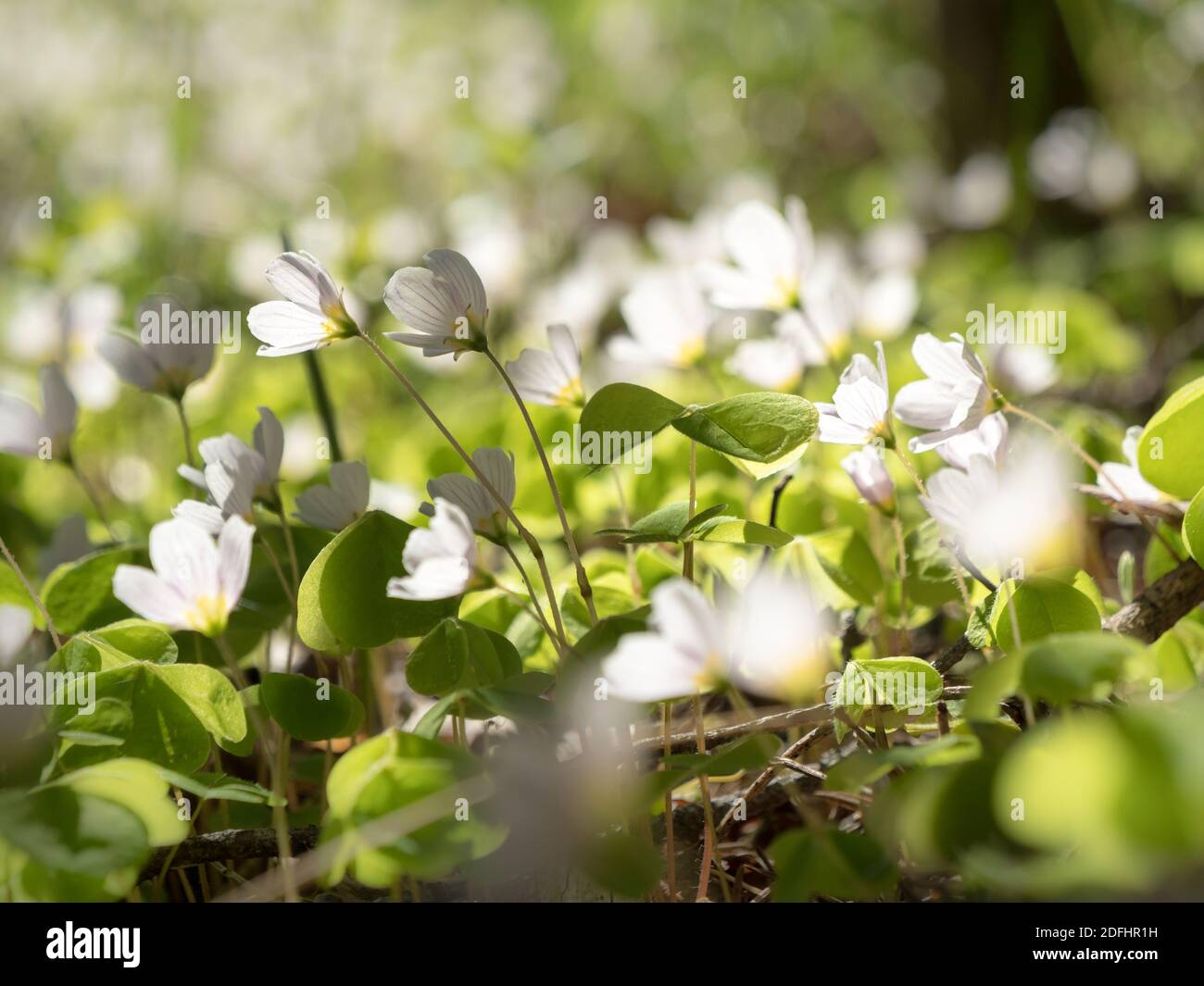 Sorrel and white hi-res stock photography and images - Alamy
