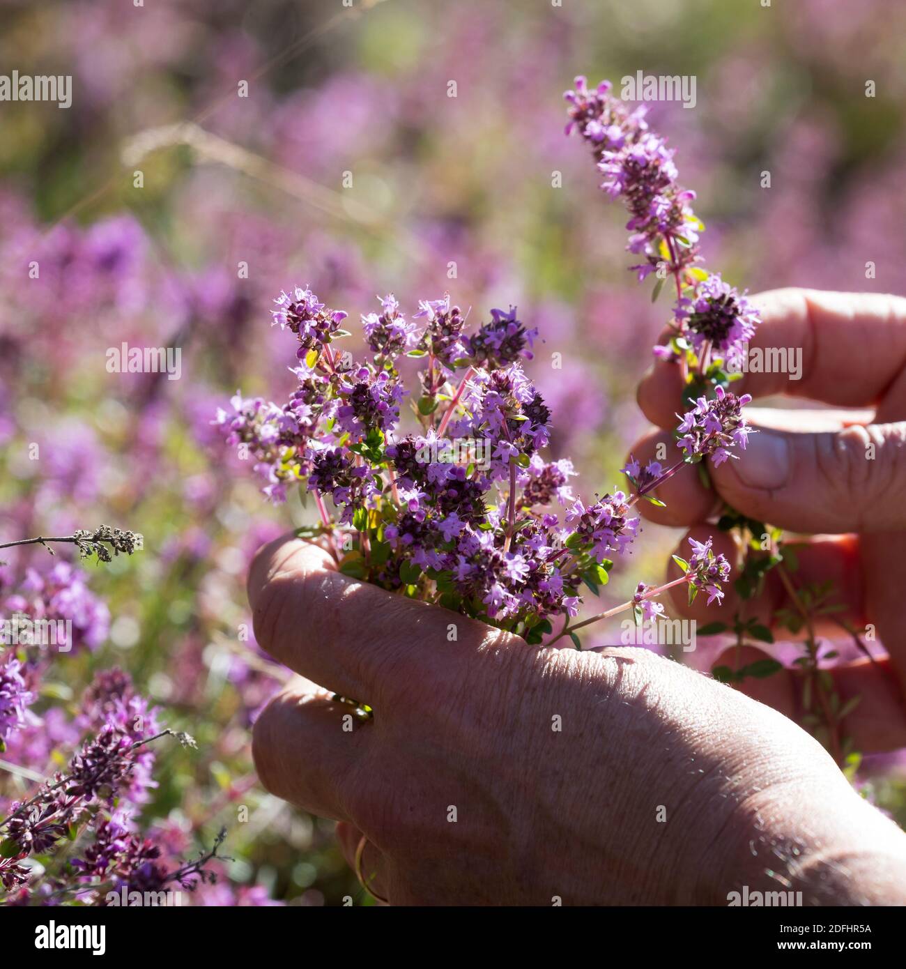 Feld thymian hi-res stock photography and images - Alamy
