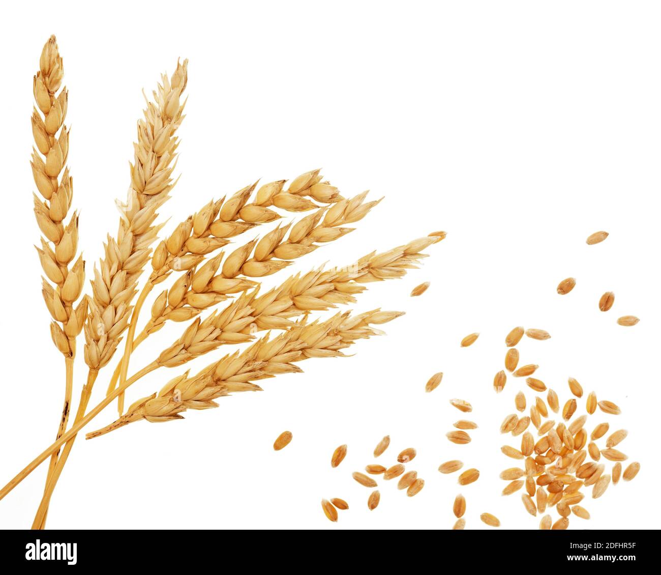 Wheat isolated on white background Stock Photo - Alamy
